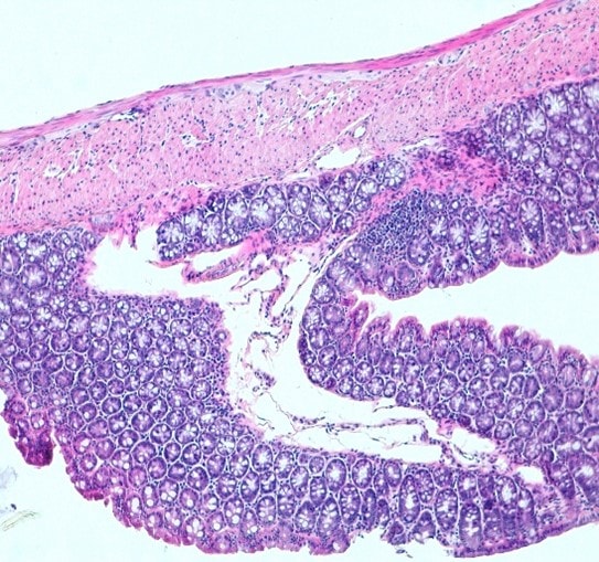 IHC Testing Service: Precision and Accuracy Guaranteed - Labospace